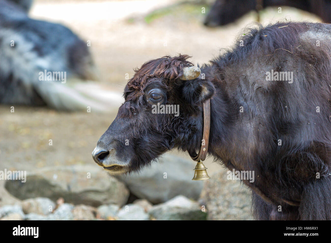 Ochse High Resolution Stock Photography and Images - Alamy