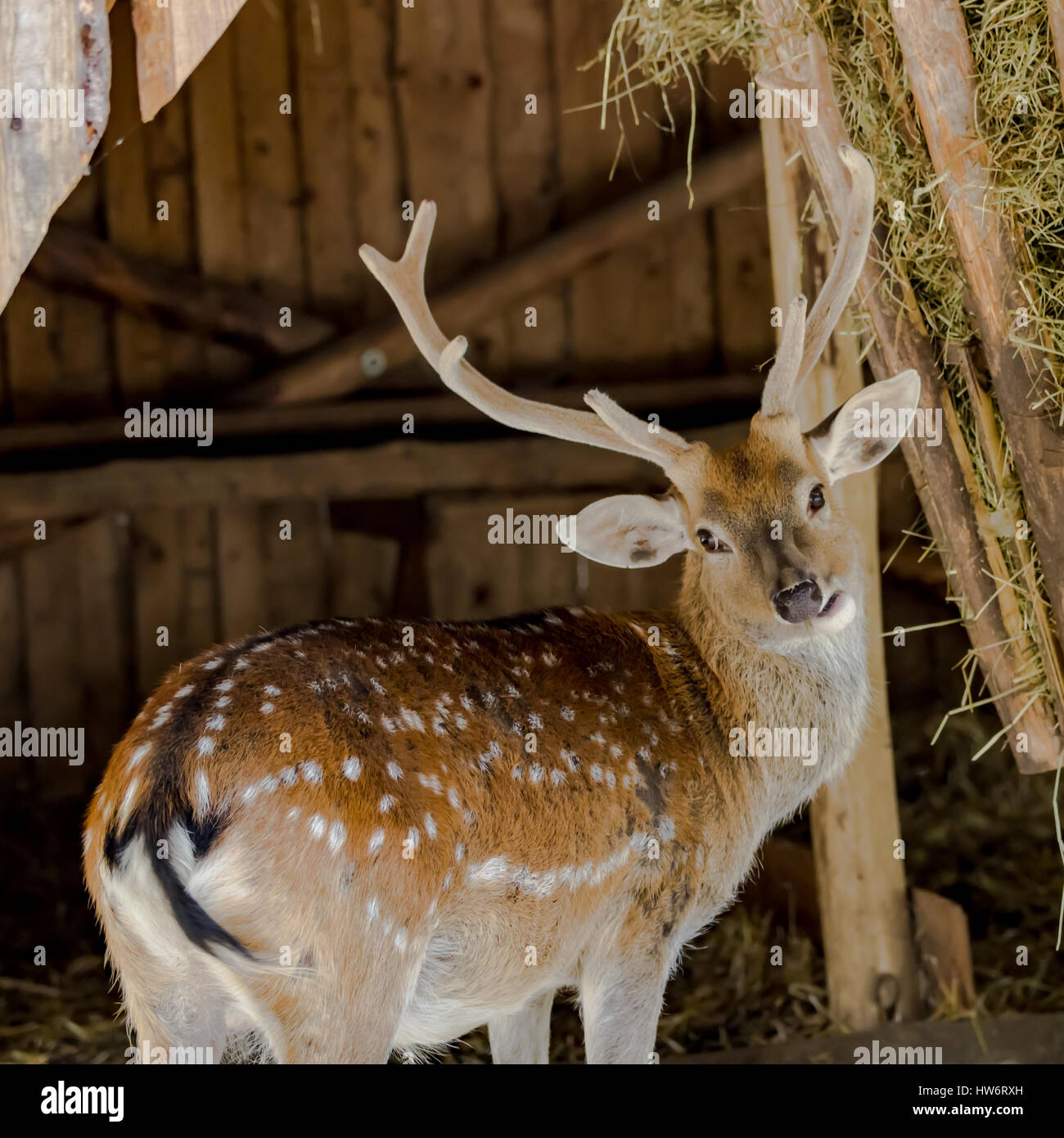 Reh hirsch gras hi-res stock photography and images - Alamy