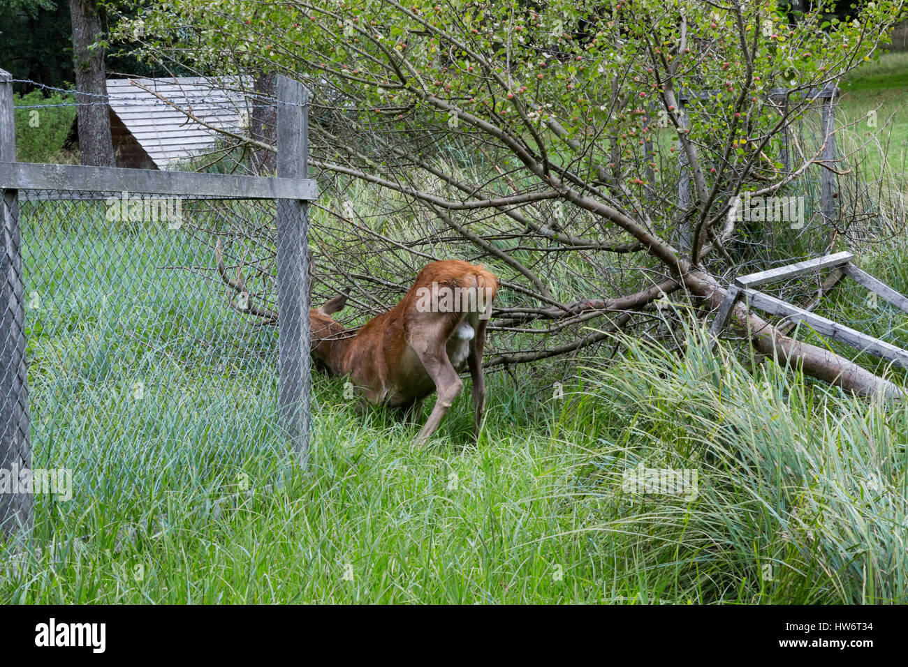 Tier biest hi-res stock photography and images - Alamy