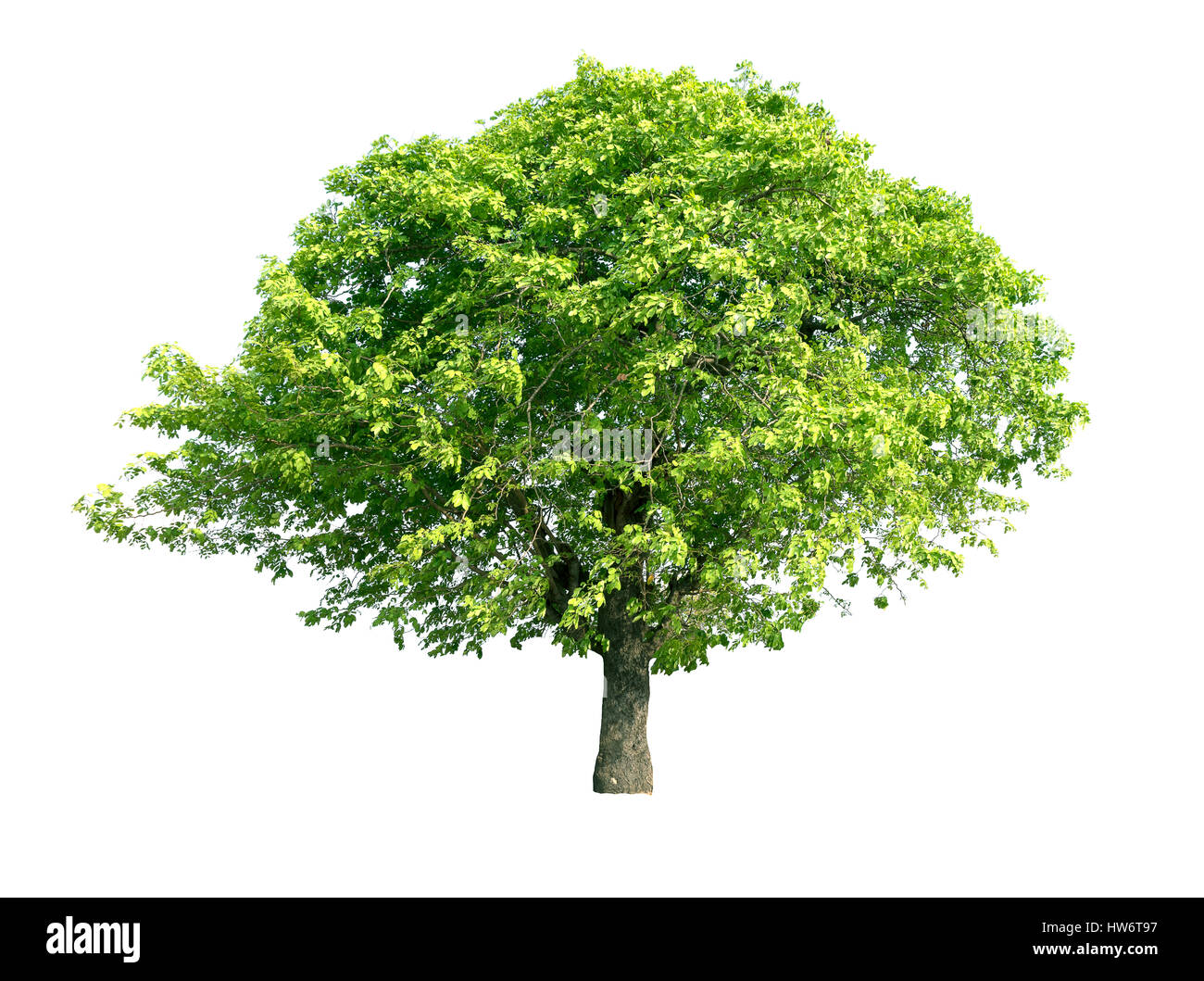 Tree on white background Stock Photo - Alamy