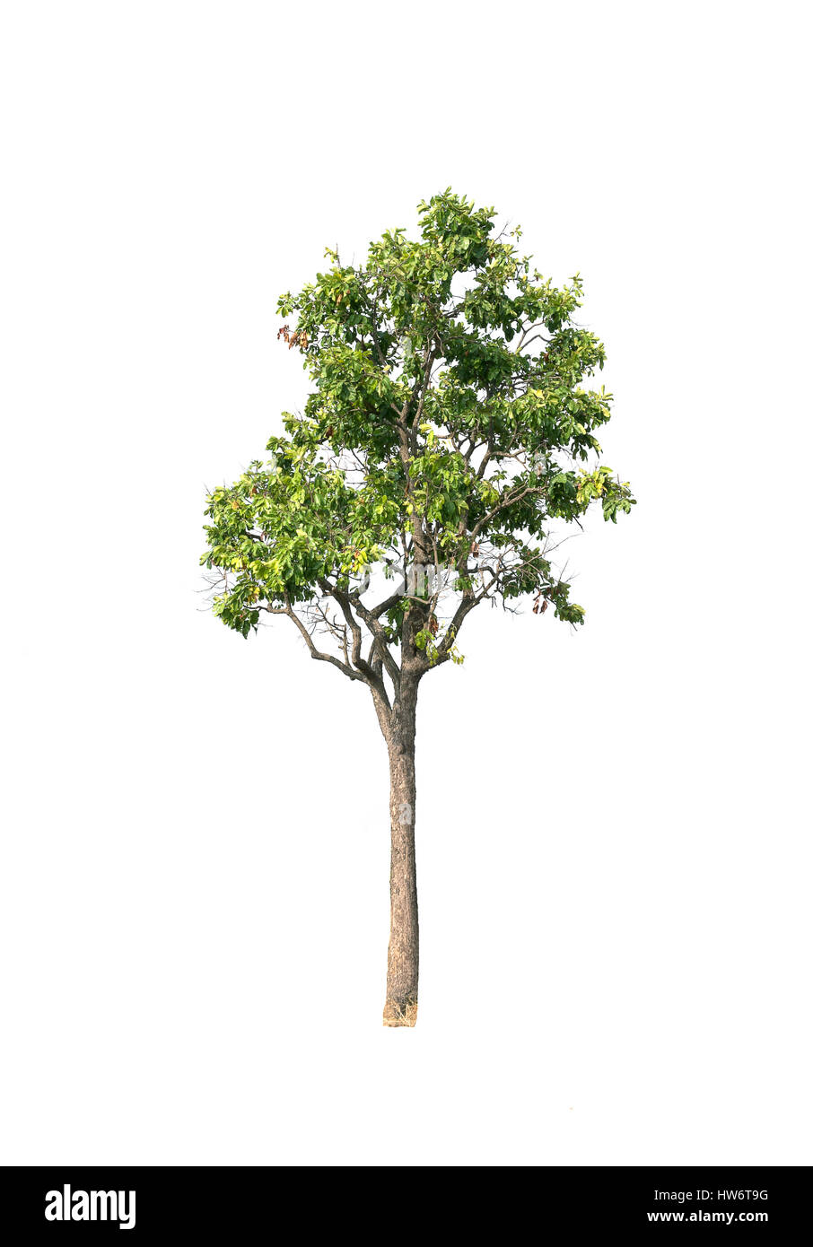 Tree on white background Stock Photo - Alamy