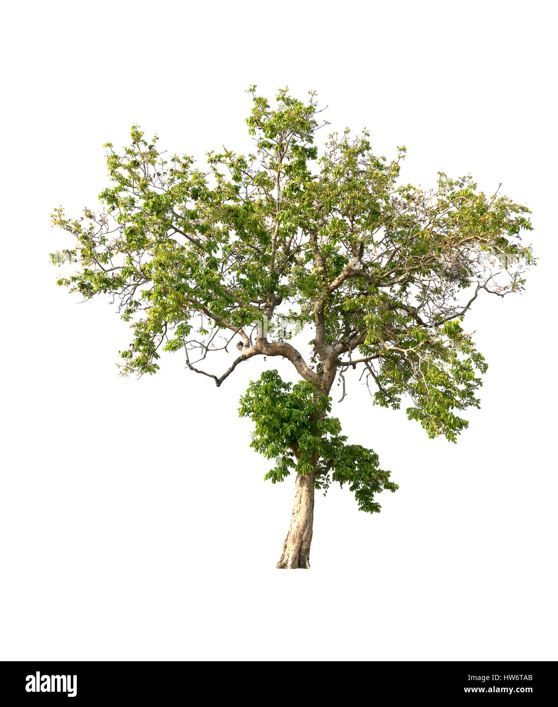 Tree on white background Stock Photo - Alamy