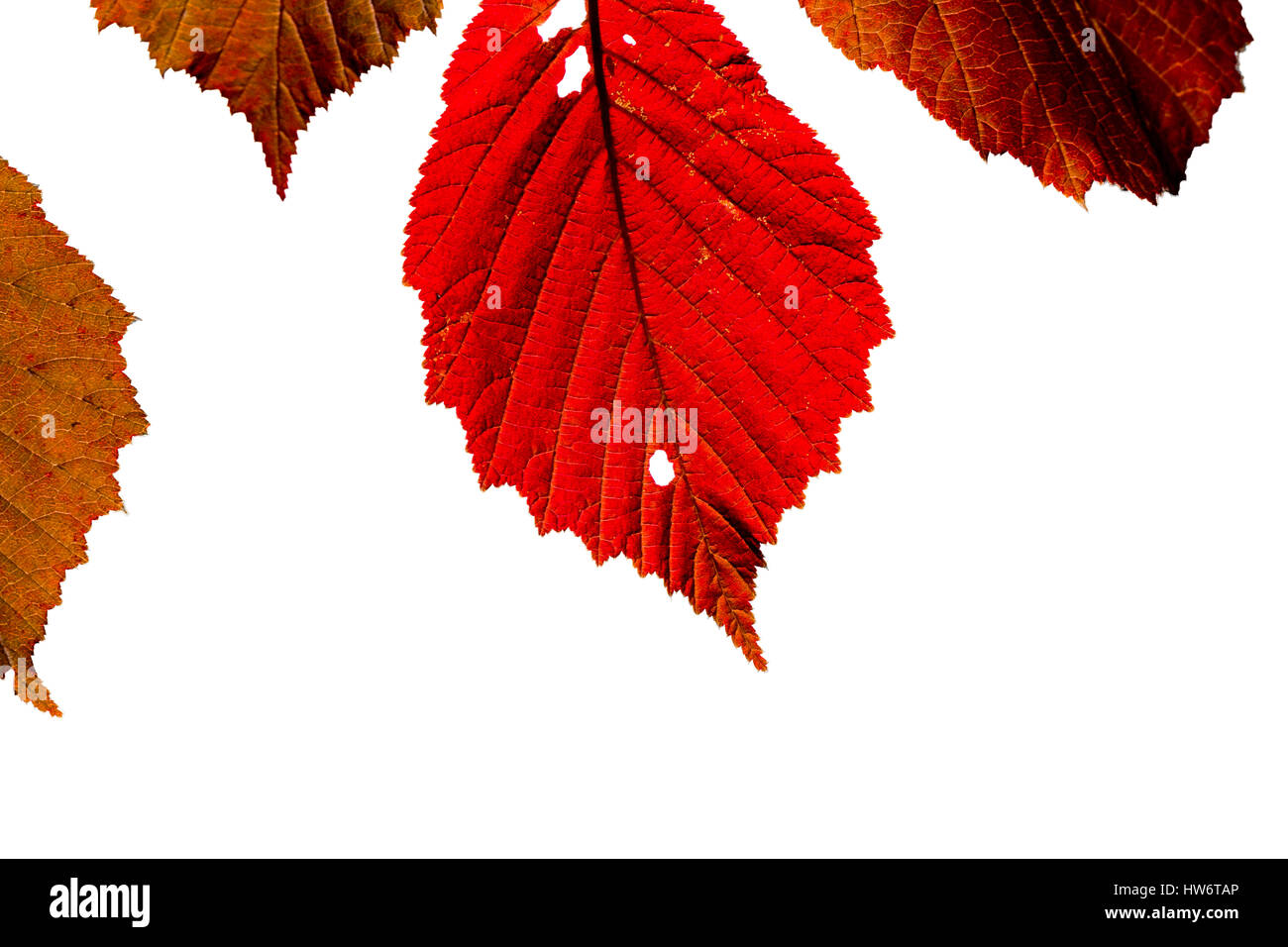 Laubbaum isoliert hi-res stock photography and images - Alamy