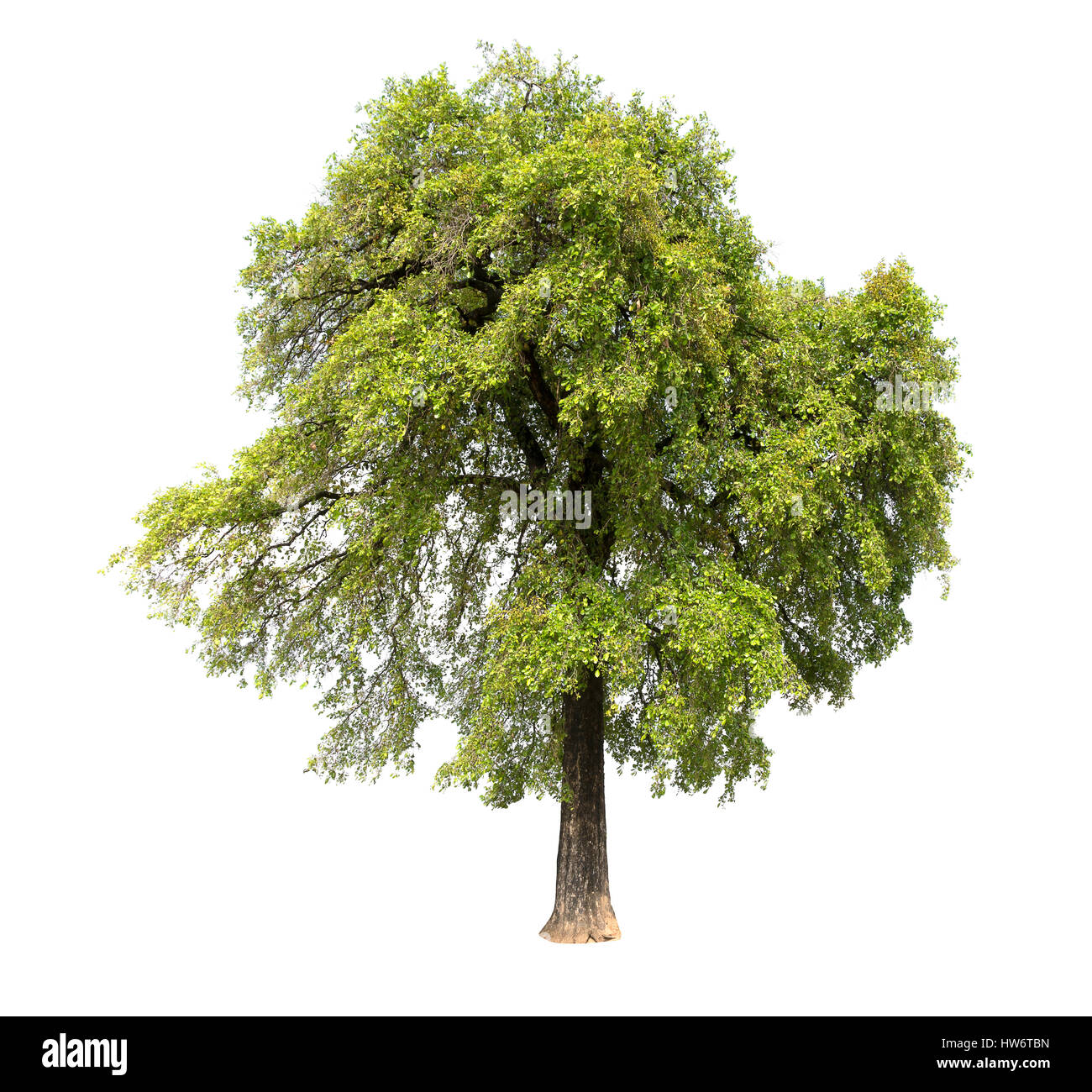 Tree on white background Stock Photo - Alamy