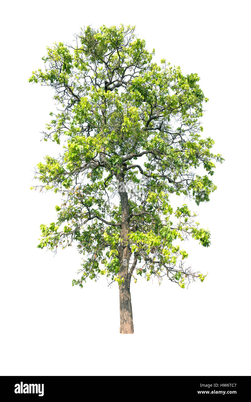 Tree on white background Stock Photo - Alamy