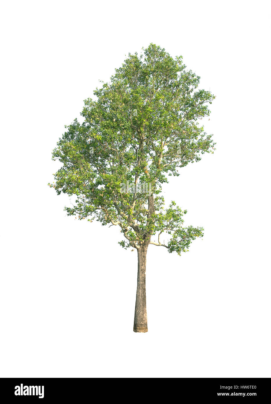 Tree on white background Stock Photo - Alamy
