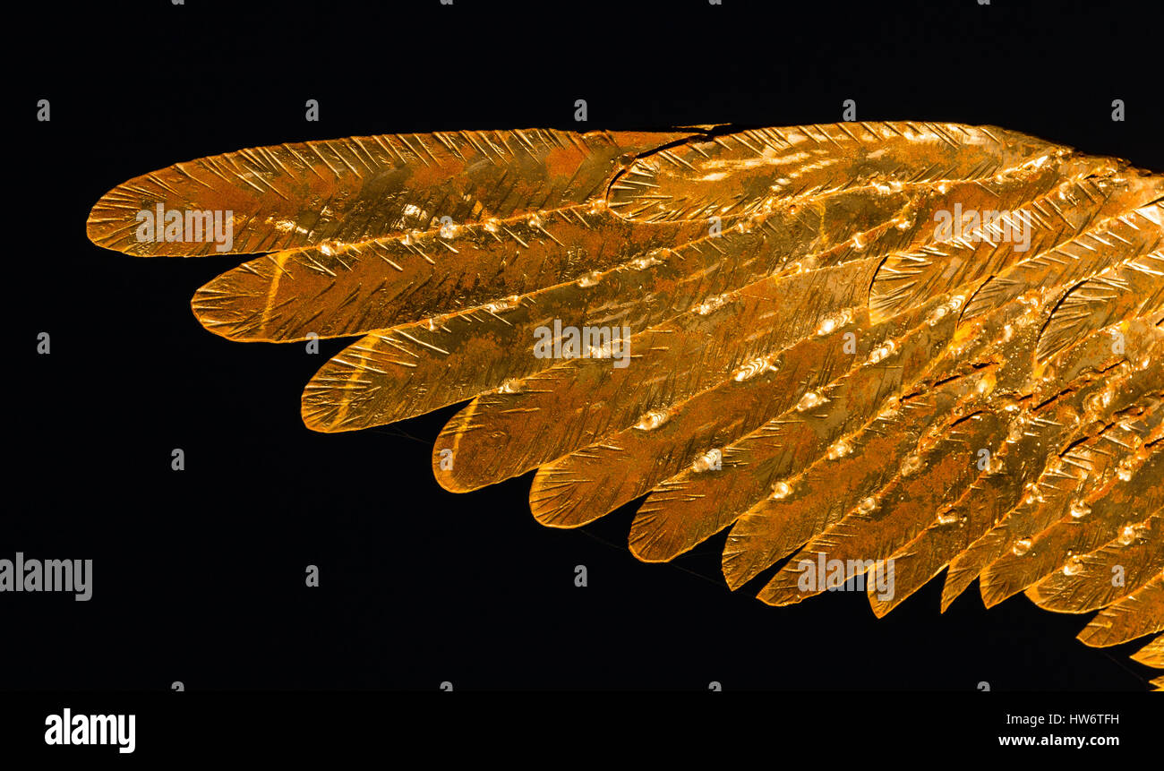 Golden wing hi-res stock photography and images - Alamy