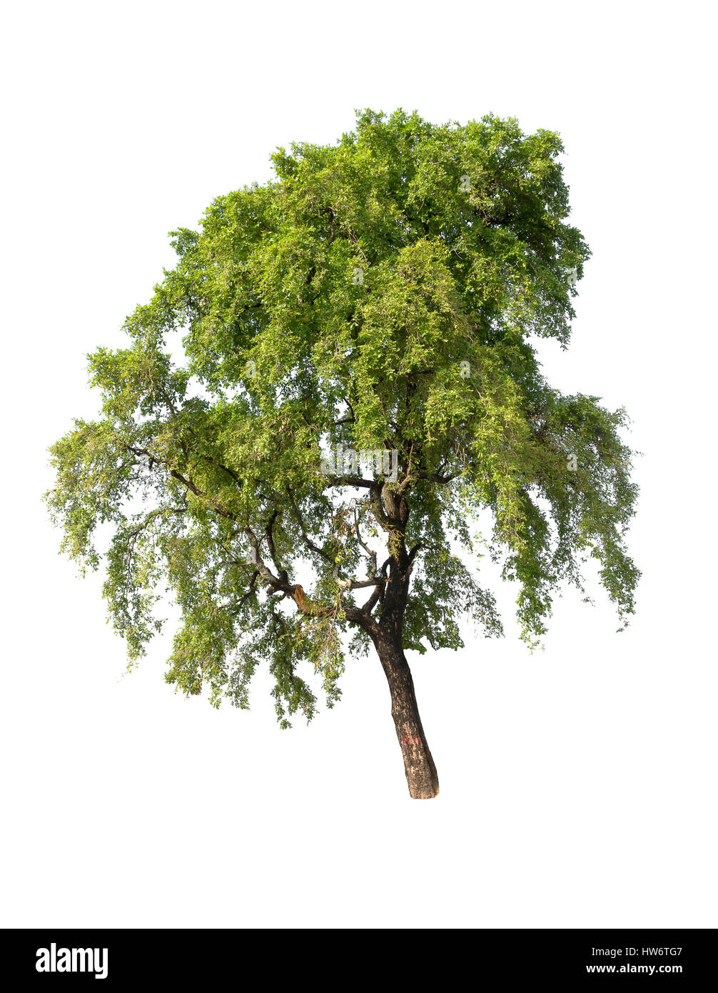 Tree on white background Stock Photo - Alamy