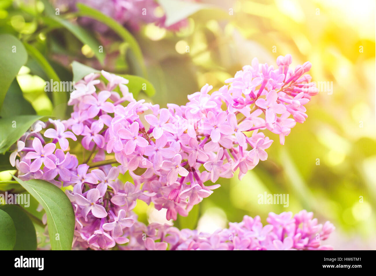Lilac pink sunset hi-res stock photography and images - Alamy
