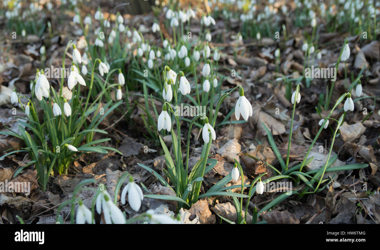 Beautiful spring flowers snowdrop hi-res stock photography and images ...