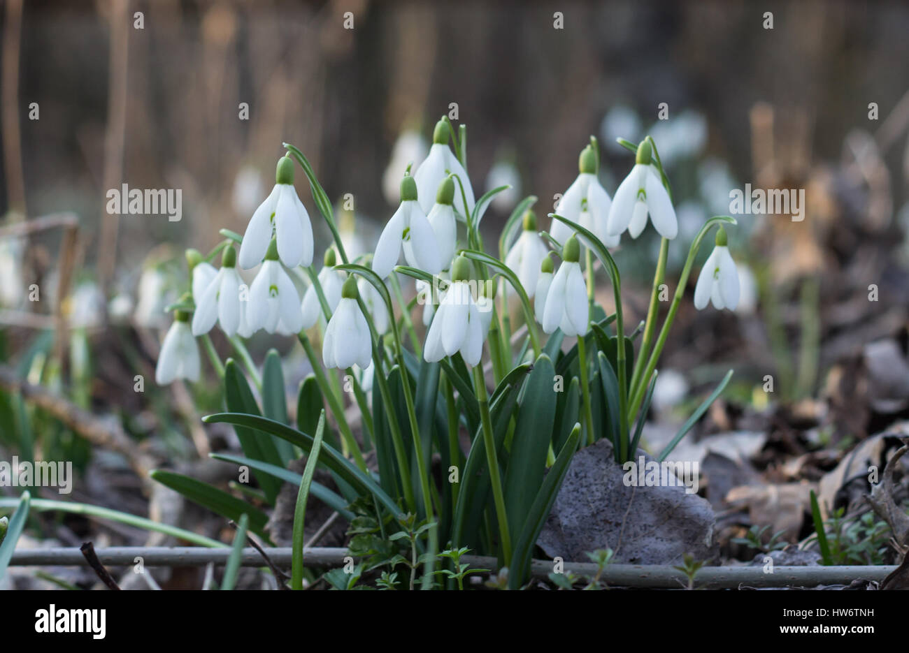 snowdrops growing in forest Stock Photo - Alamy