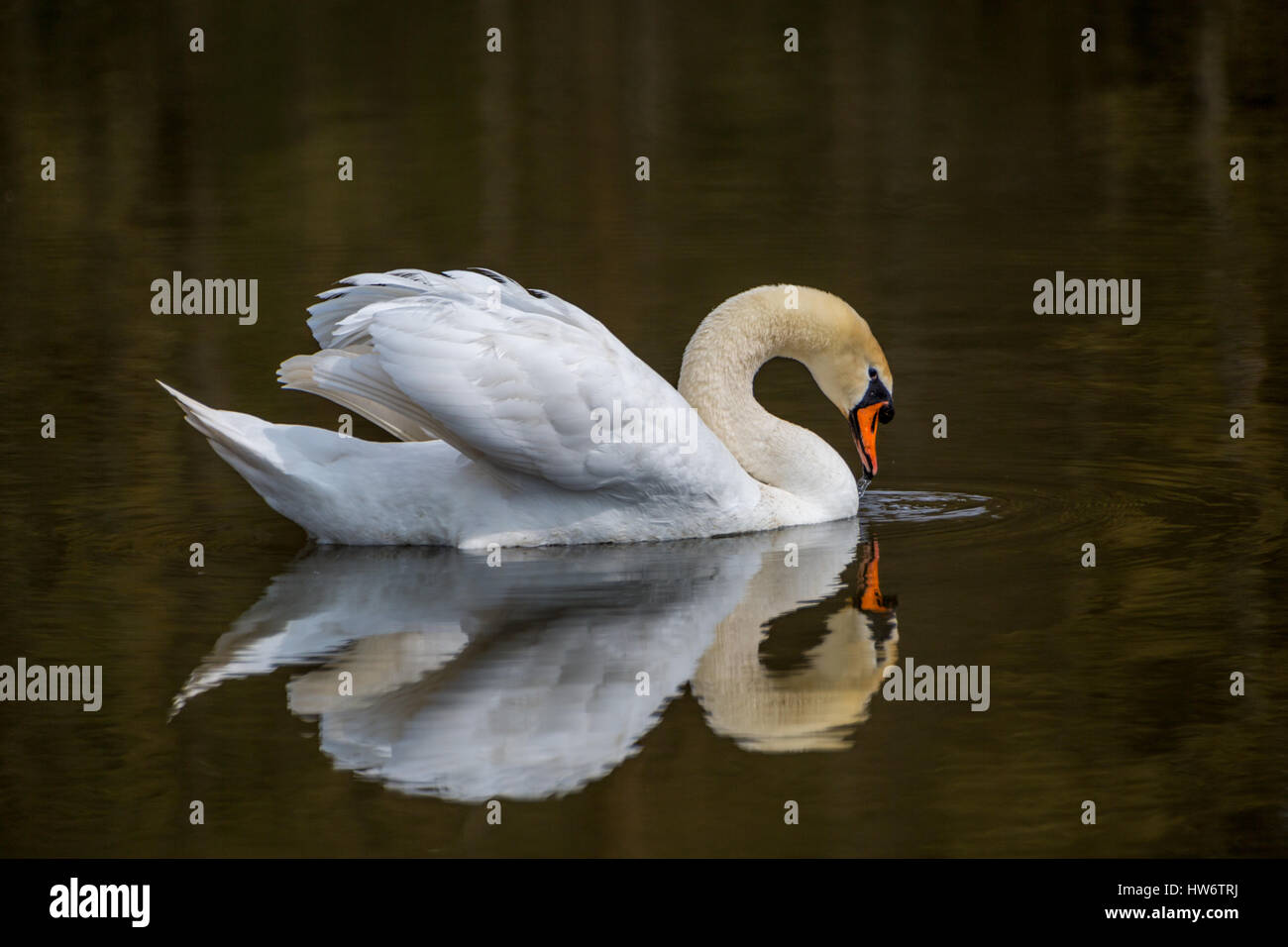 White swan drinking water white swan hi-res stock photography and images - Alamy