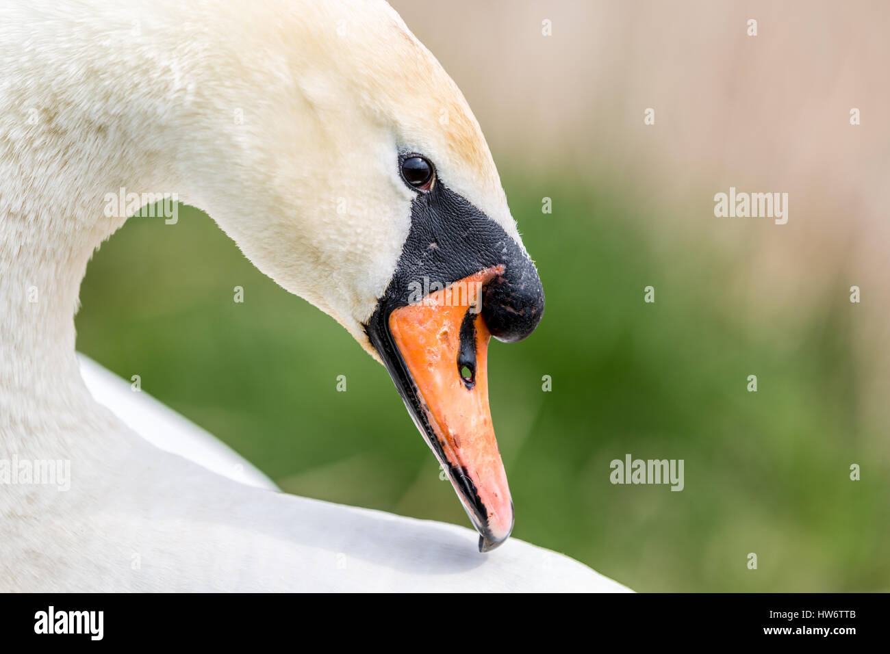 Swans eye hi-res stock photography and images - Alamy