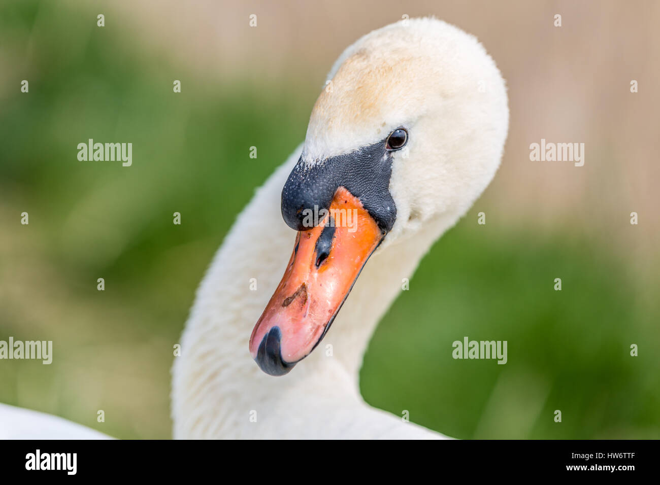 Swans Eye High Resolution Stock Photography and Images - Alamy