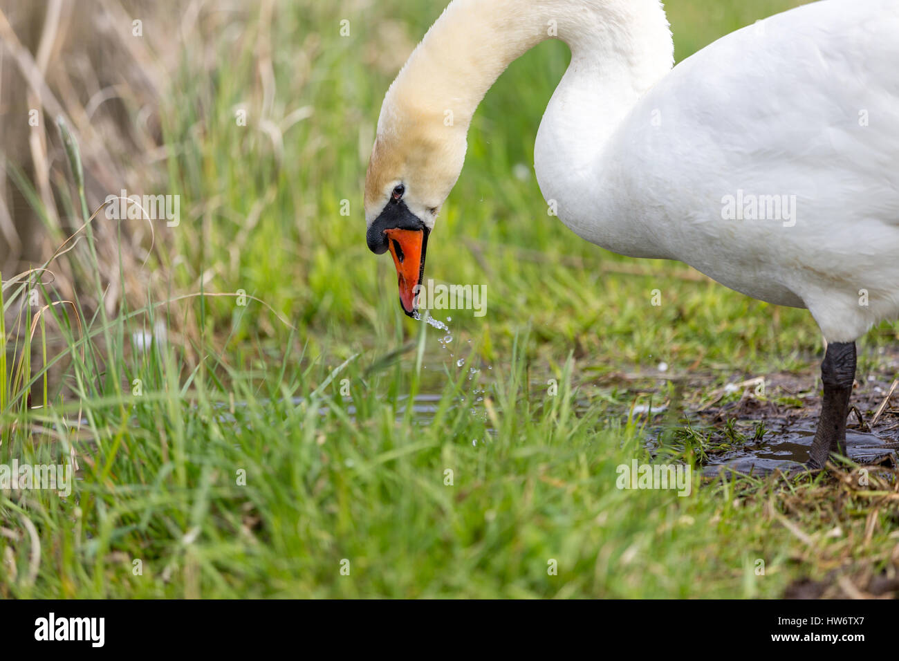 Love swan sunlight hi-res stock photography and images - Alamy