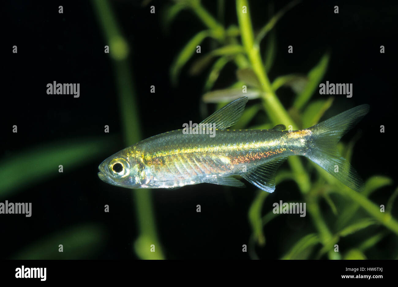 Yellow Neon Tetra