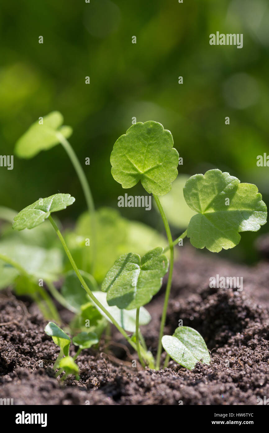 Moschus-Malve, Moschusmalve, Blatt, Blätter, Jungpflanze, Abelmoschus ...