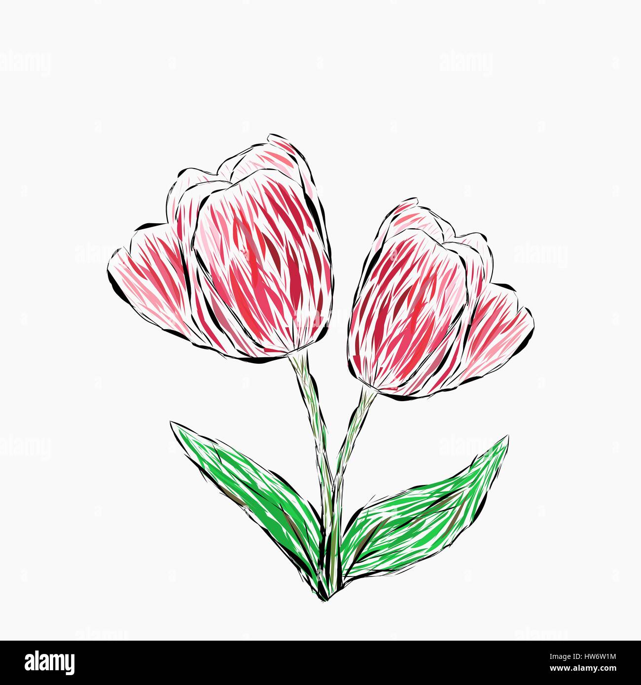 Spring tulip bouquet on Stock Vector Images - Alamy