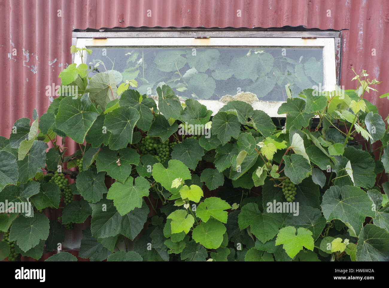 Great garden grape vine growing inside and outside too Stock Photo - Alamy