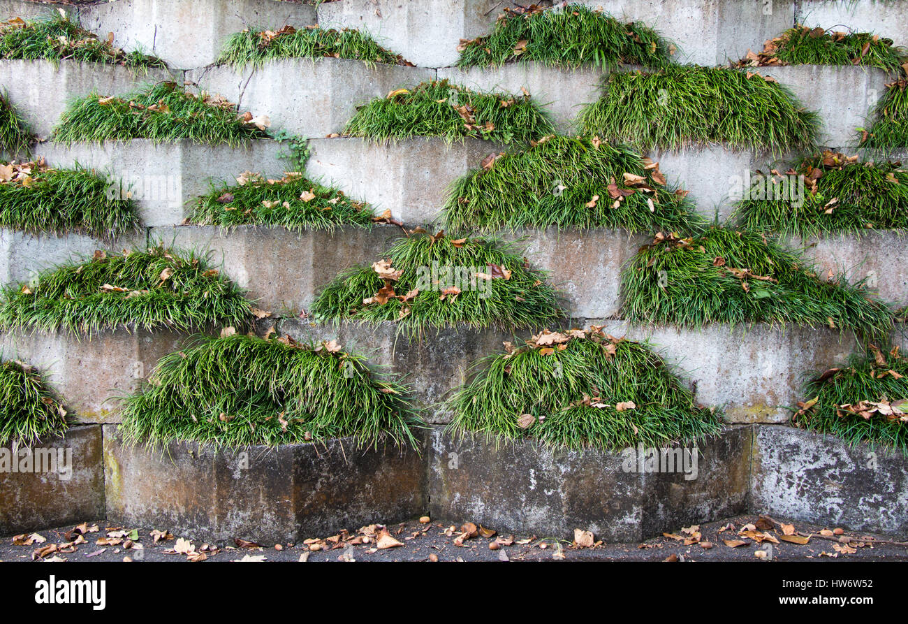 Grass growing on a retaining wall Stock Photo - Alamy