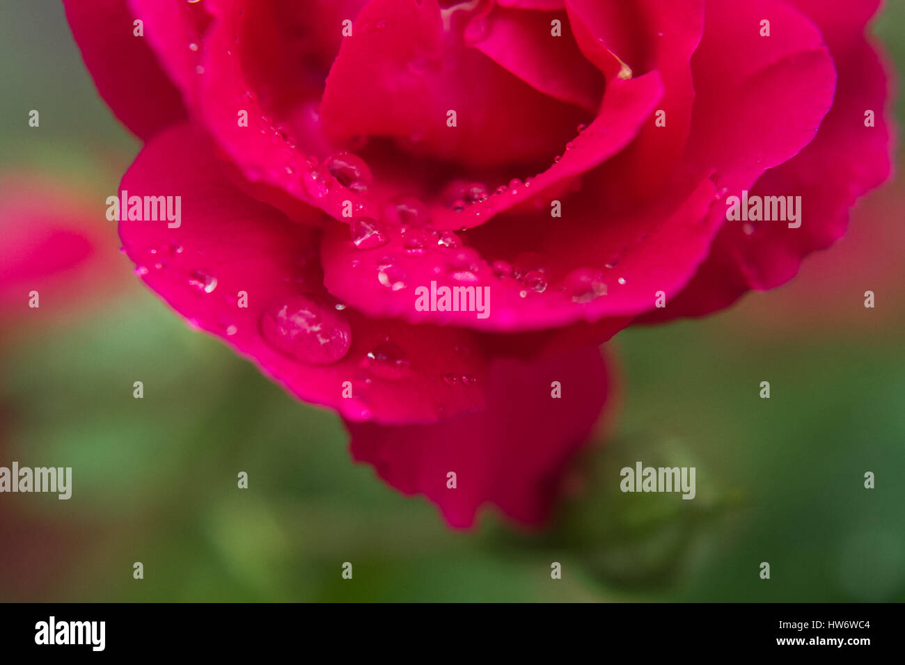 Pink rose. Water drops on rose-petals close up Stock Photo - Alamy