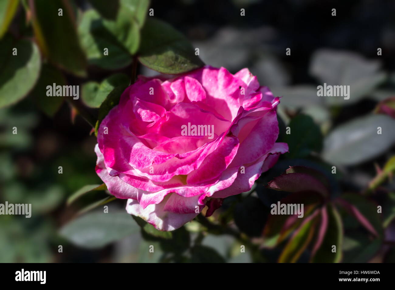 Early morning beautiful rose flower garden, dew on roses with awesome ...