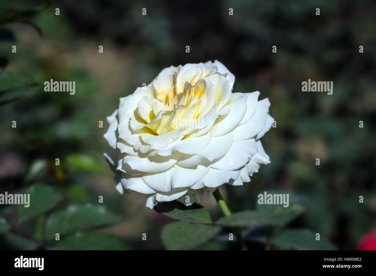Early morning beautiful rose flower garden, dew on roses with awesome ...