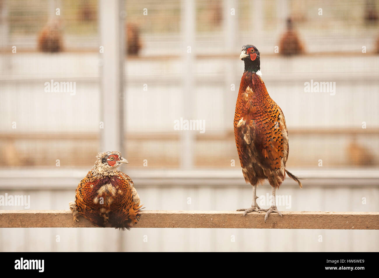 Pheasants on a poultry farm. Two pheasants sitting on a crossbea Stock ...