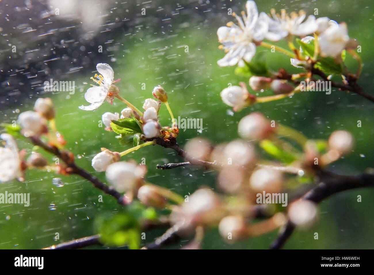 Spring blossoming of an apple-tree. Spring blossoming of cherry Stock ...
