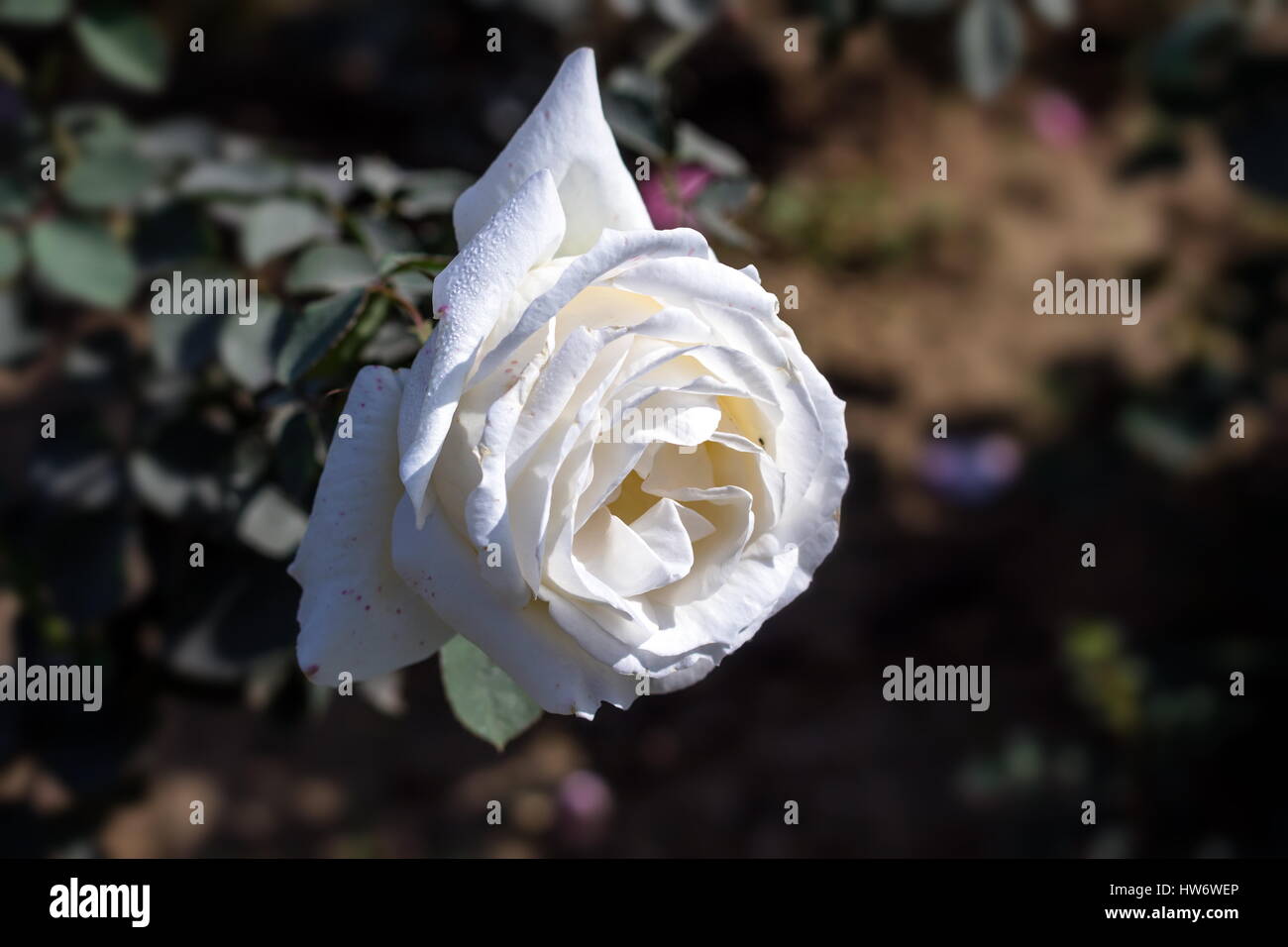 Early morning beautiful rose flower garden, dew on roses with awesome ...