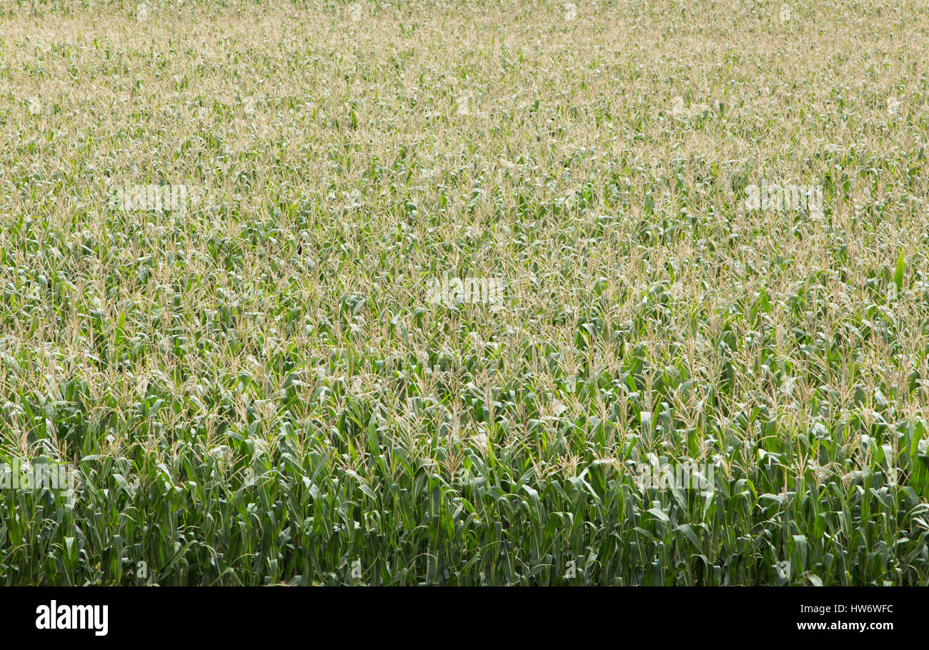 Maze crop still green with seed heads too Stock Photo - Alamy