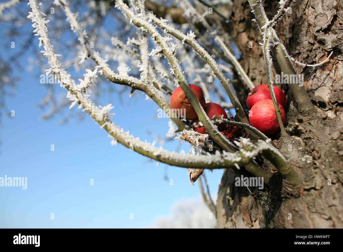 Frost damaged tree hi-res stock photography and images - Alamy