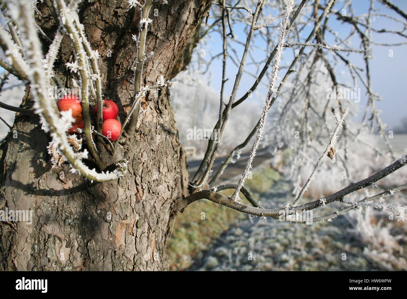 Frost damaged tree hi-res stock photography and images - Alamy