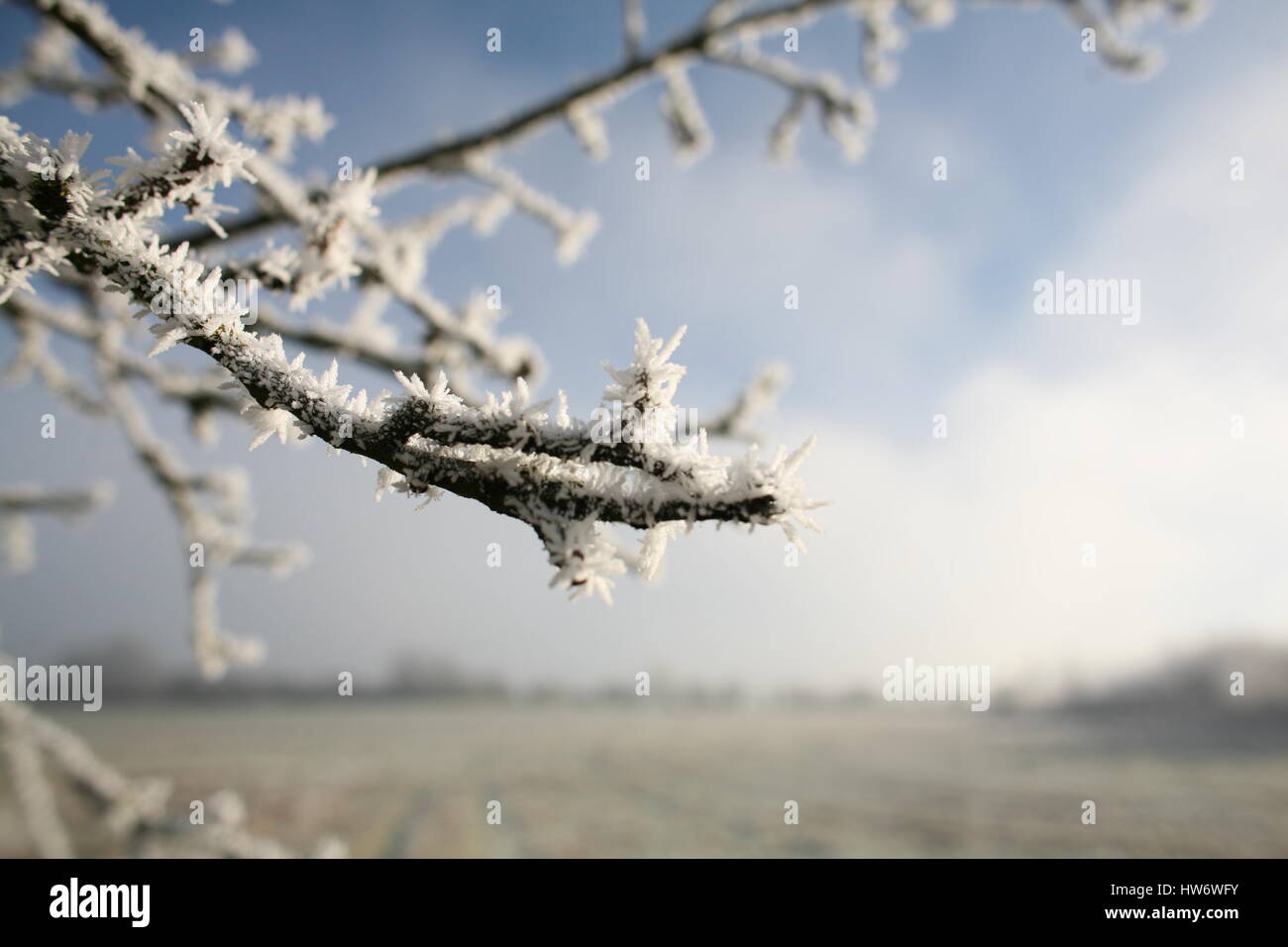Frosted branch hi-res stock photography and images - Alamy