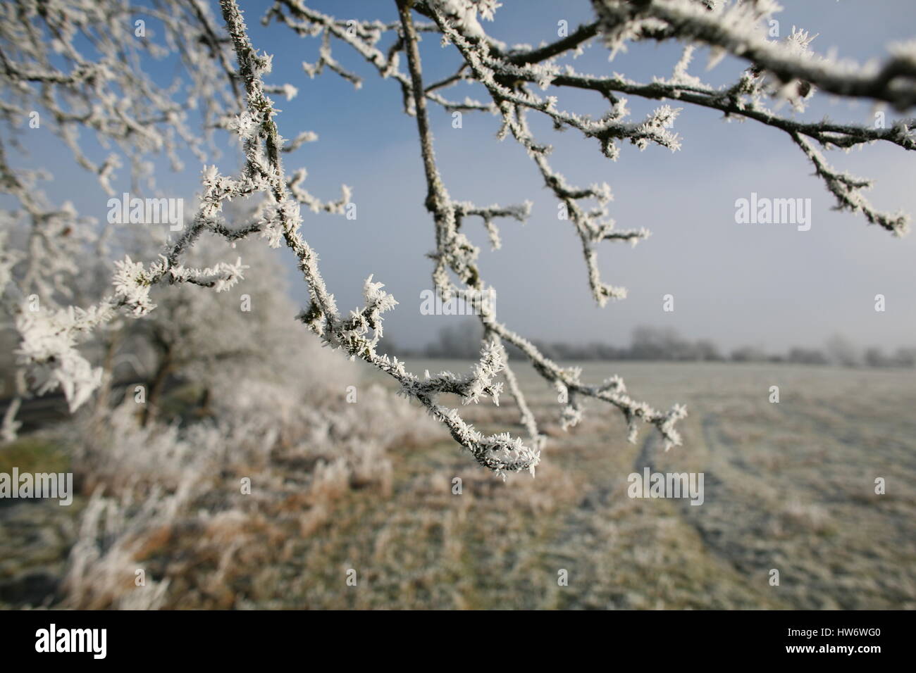Frosted branch hi-res stock photography and images - Alamy