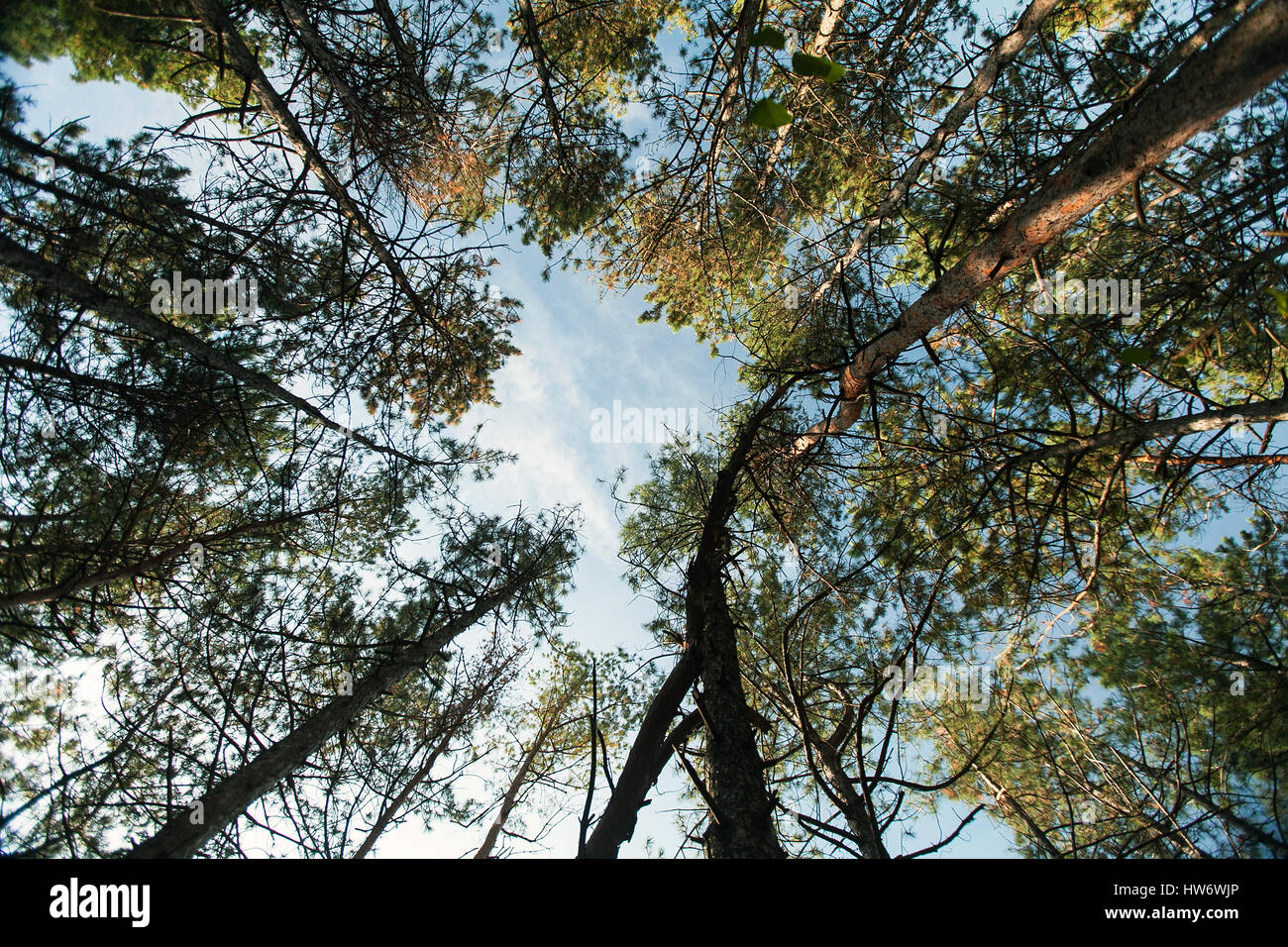 Sunny top view wood canopy hi-res stock photography and images - Alamy