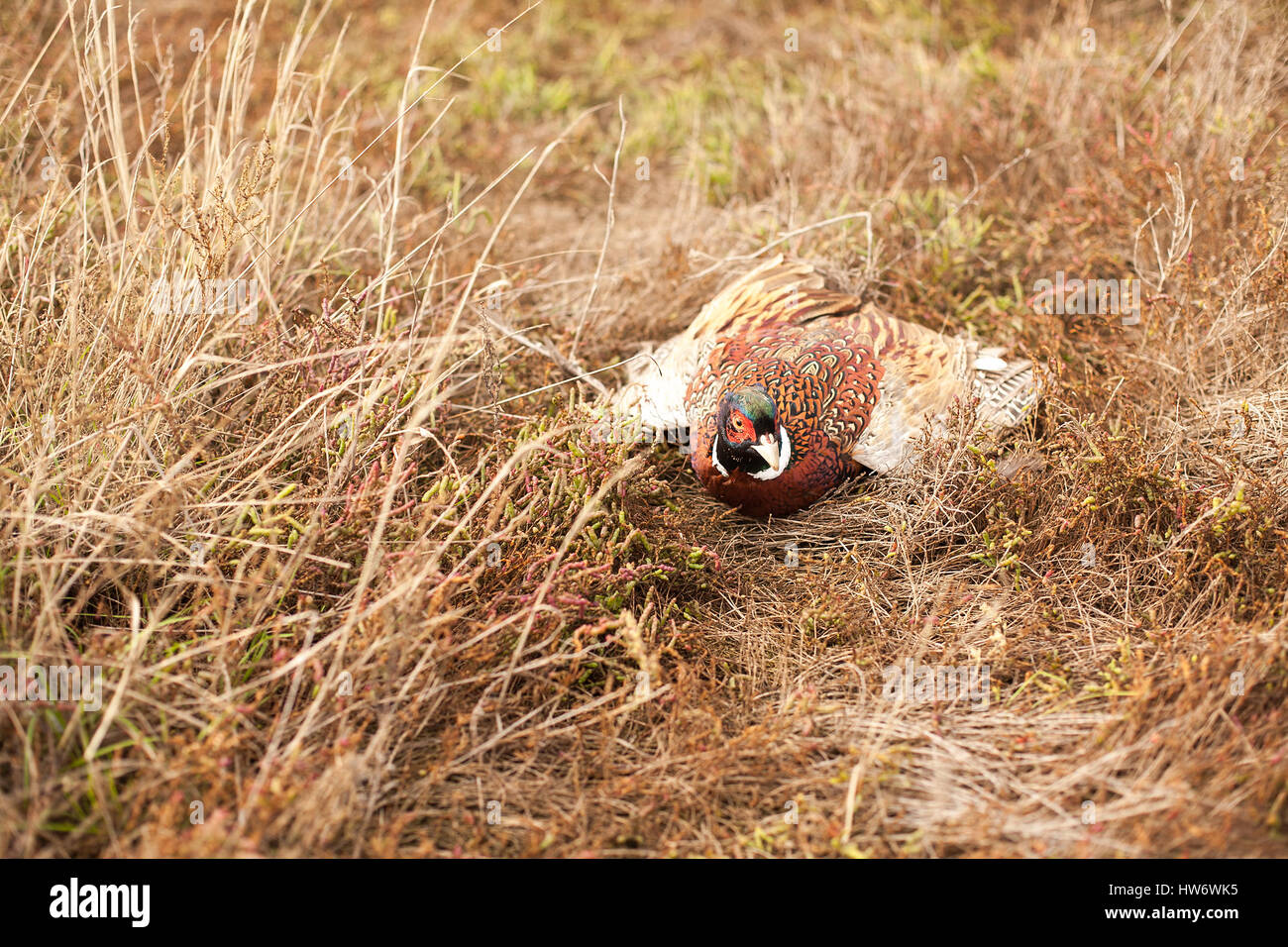 Hunting for pheasants. Pheasant in the field Stock Photo - Alamy