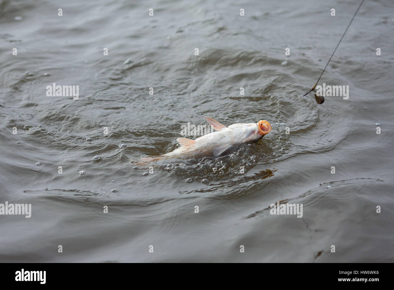 the hooked fish on a hook Stock Photo - Alamy