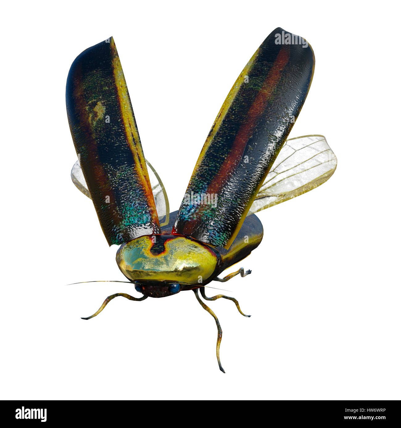 Photinus pyralis hi-res stock photography and images - Alamy