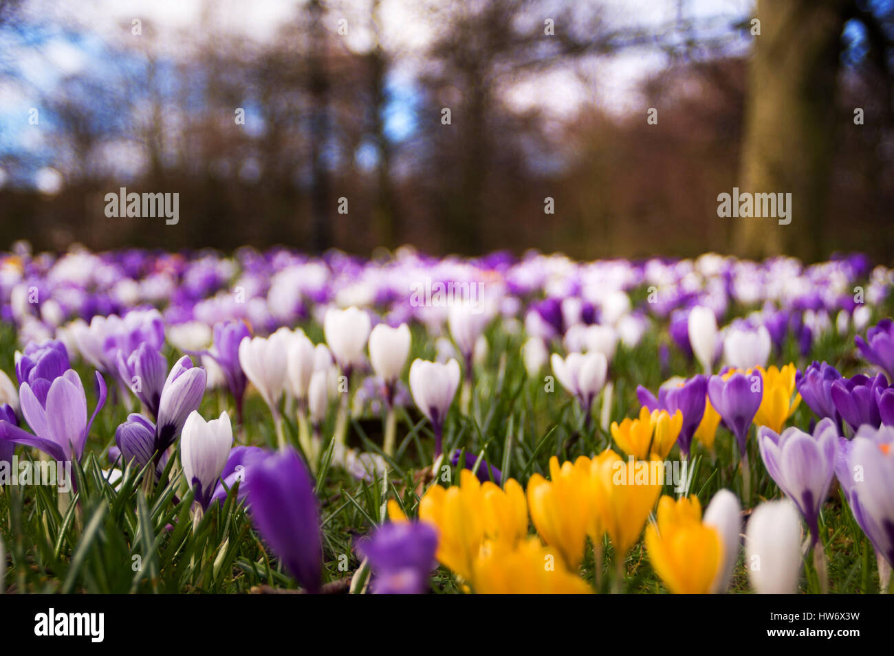 Field of Crocuses Stock Photo - Alamy