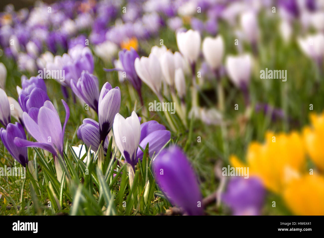 Field of Crocuses Stock Photo - Alamy