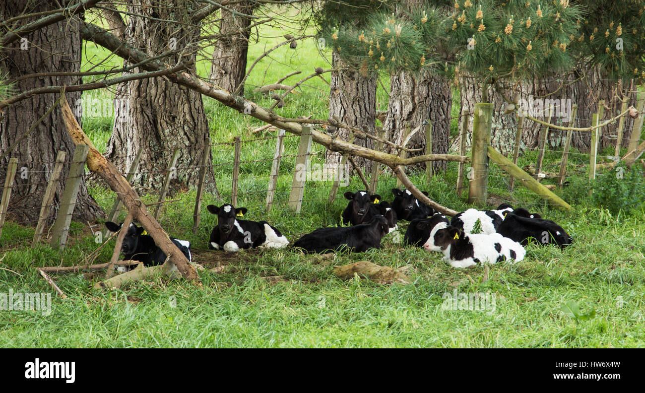 Group of newborn Friesian calves resting under some pine trees Stock ...