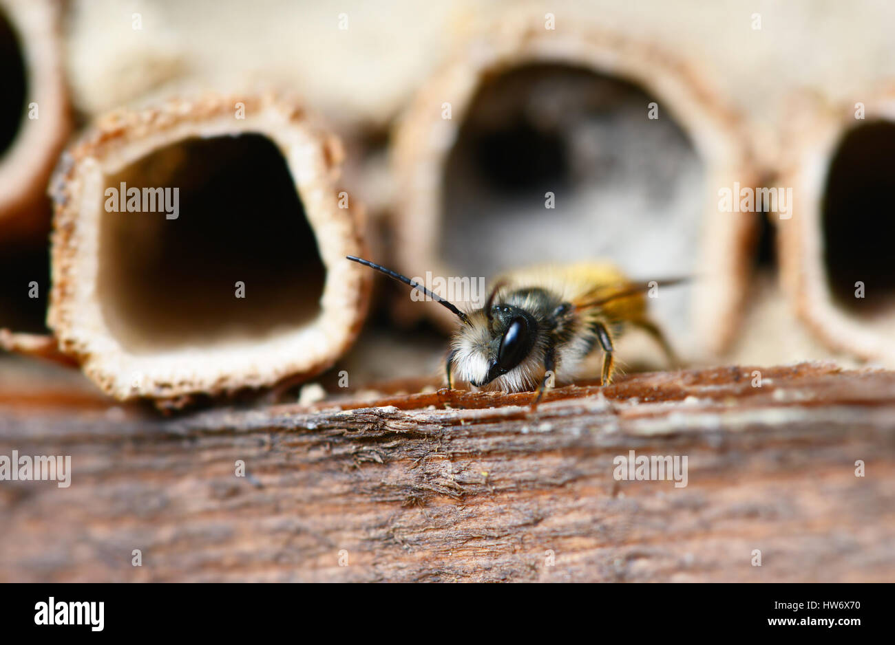 wild bee in insect shelter Stock Photo - Alamy