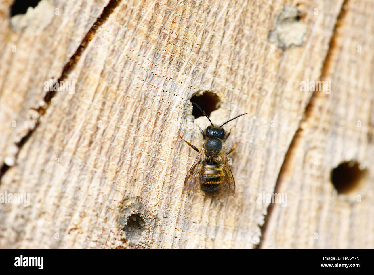 wild bee in insect shelter. solitary bee Stock Photo - Alamy