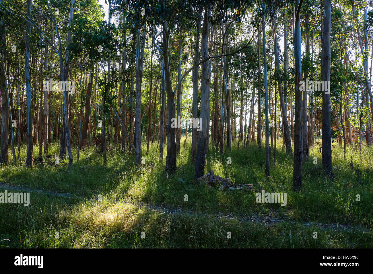 Wonderful sunlight shining through some young gum trees Stock Photo - Alamy