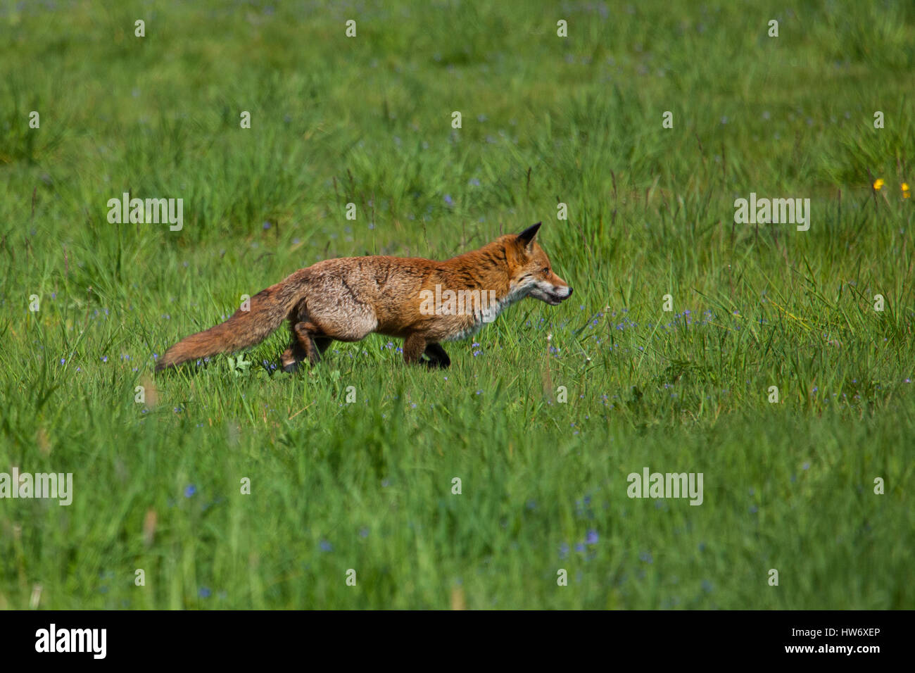 fox in field Stock Photo - Alamy