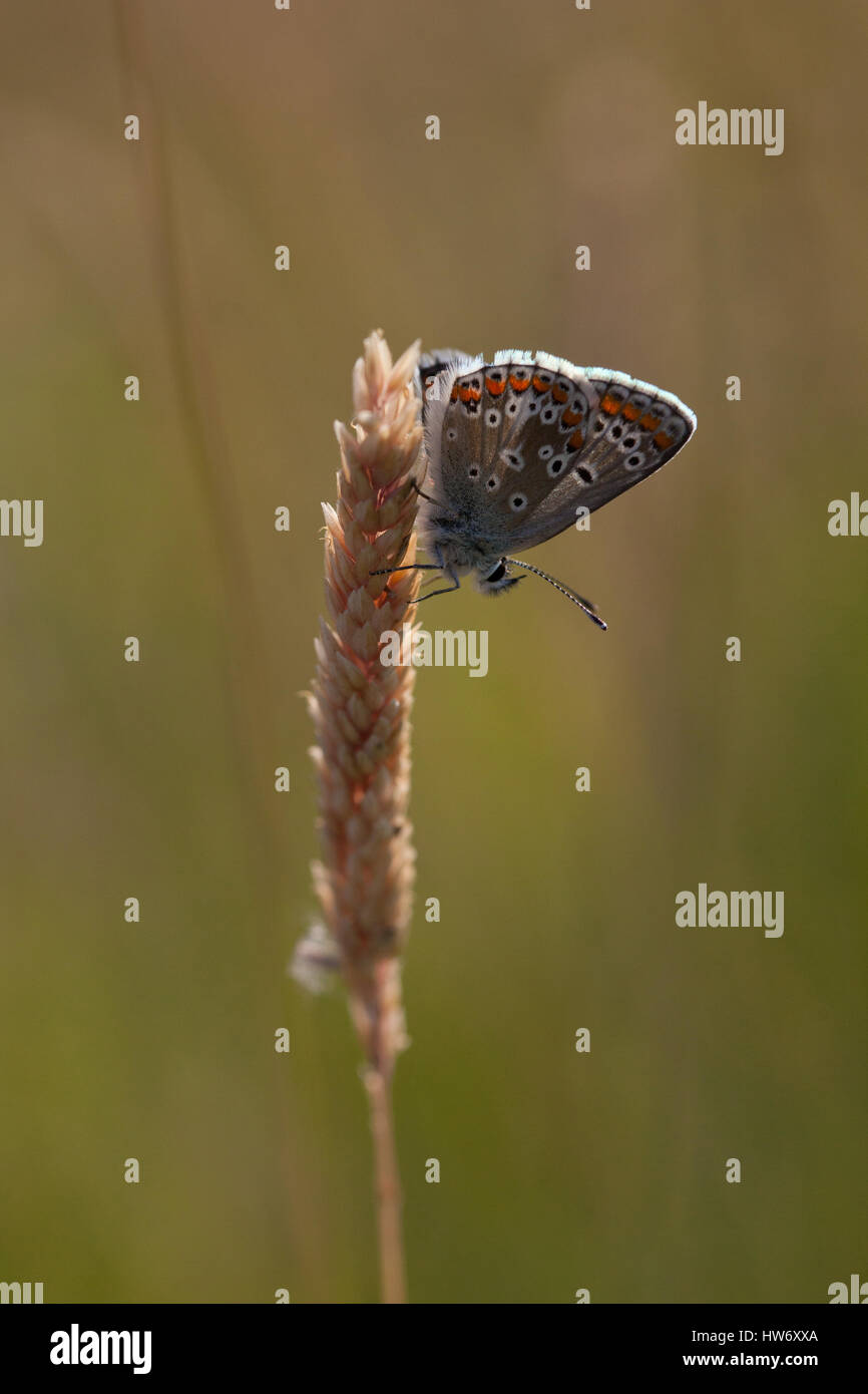 common blue butterfly on grass Stock Photo - Alamy