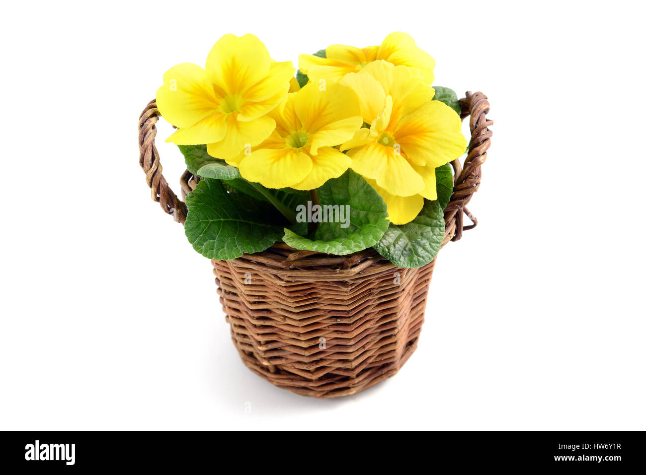 yellow potted primula (primrose) in a basket. white isolated background ...