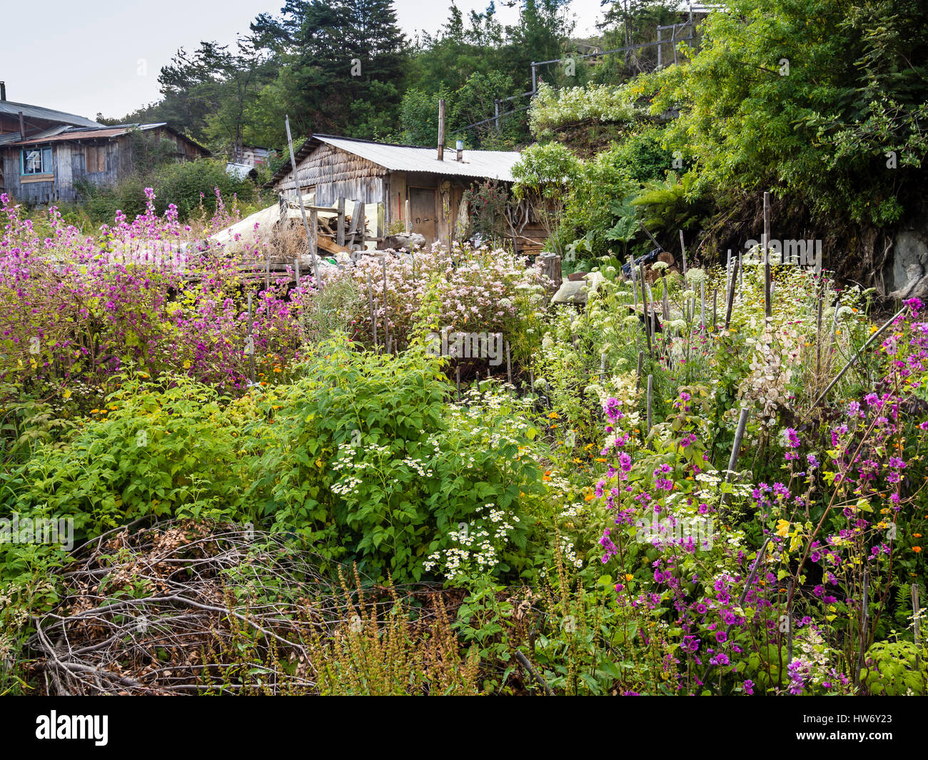 Garden full of flower, wooden buildings in the back, Caleta Tortel ...