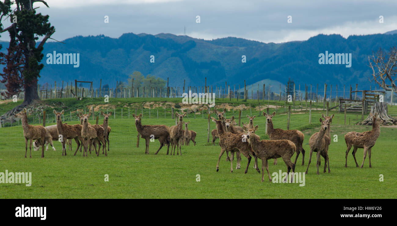 Some deer keeping together on this farmland Stock Photo - Alamy
